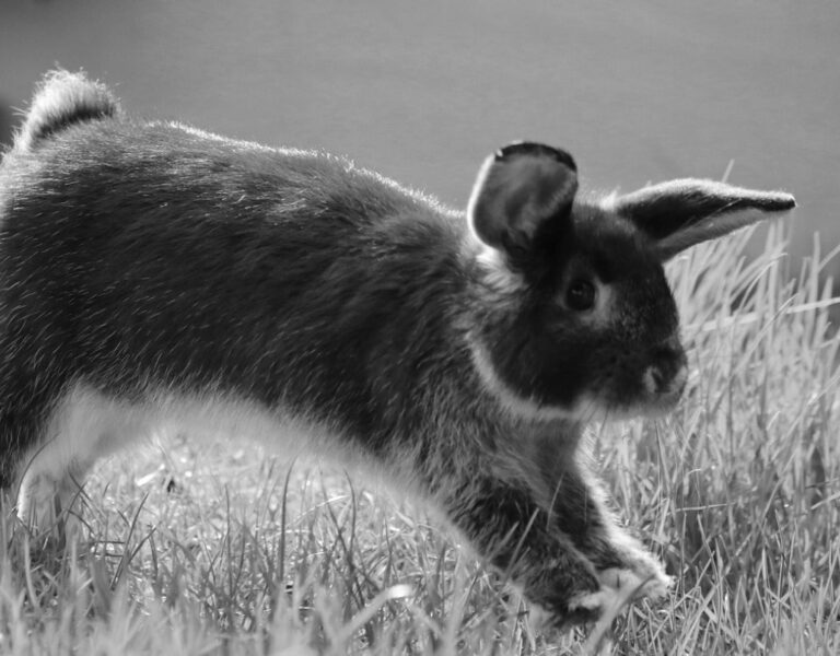 How High Can a Rabbit Jump?- Newbiefarmer.com