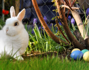 Do Rabbits Lay Eggs? Debunked - Newbie Farmer